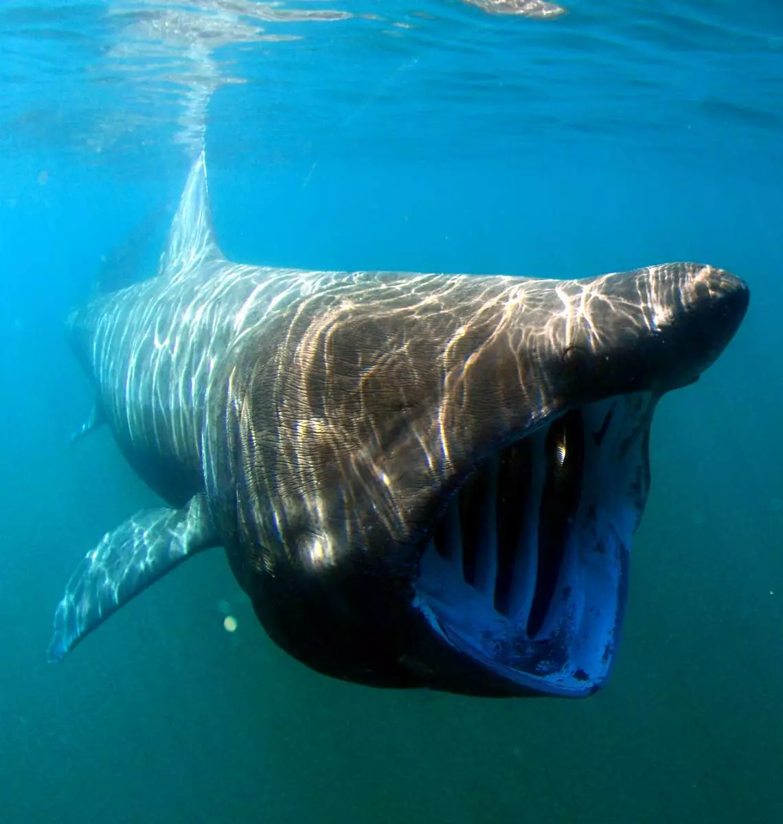 राक्षस शार्क. फोटो, मनोरंजक तथ्य