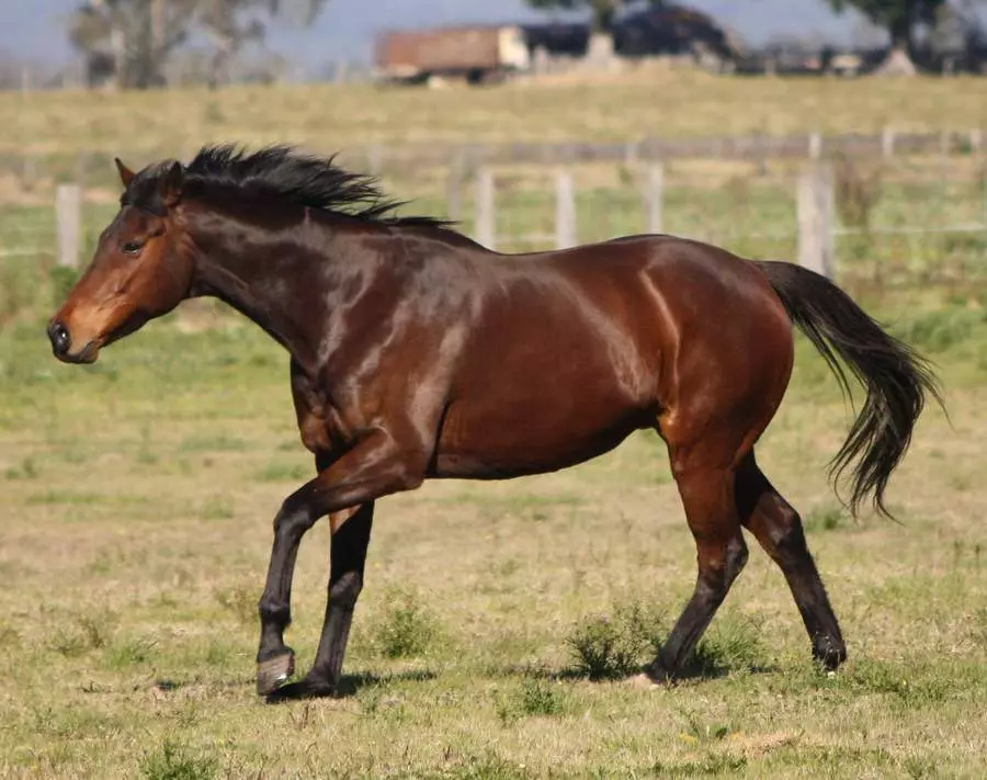 1788an hasi zen Australiako artzain zaldiak munduan zehar hedatzen.