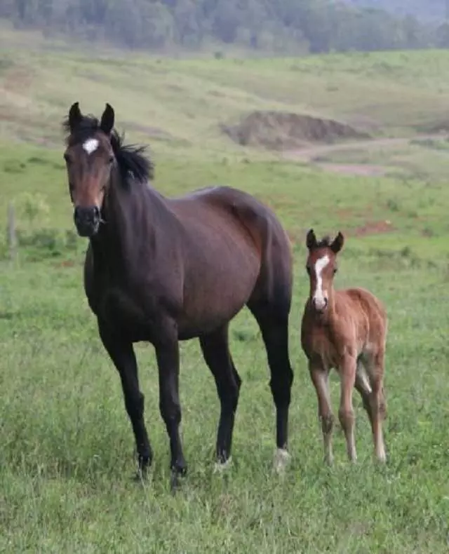 羊飼いの馬は非常に丈夫で強いので、人間が開発していない土地で働くことができます。