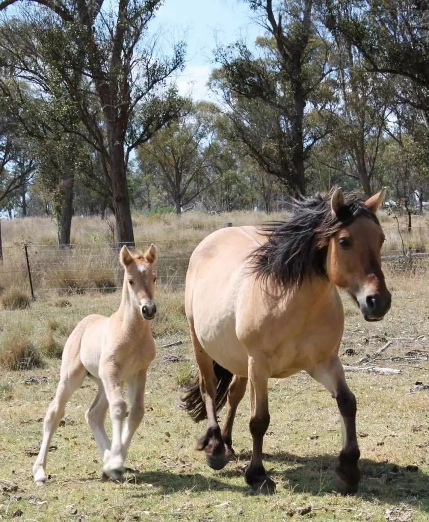 Nykyään australialaisia ​​paimenia pidetään enemmän tuholaisina, jotka kilpailevat karjan kanssa ruoasta.