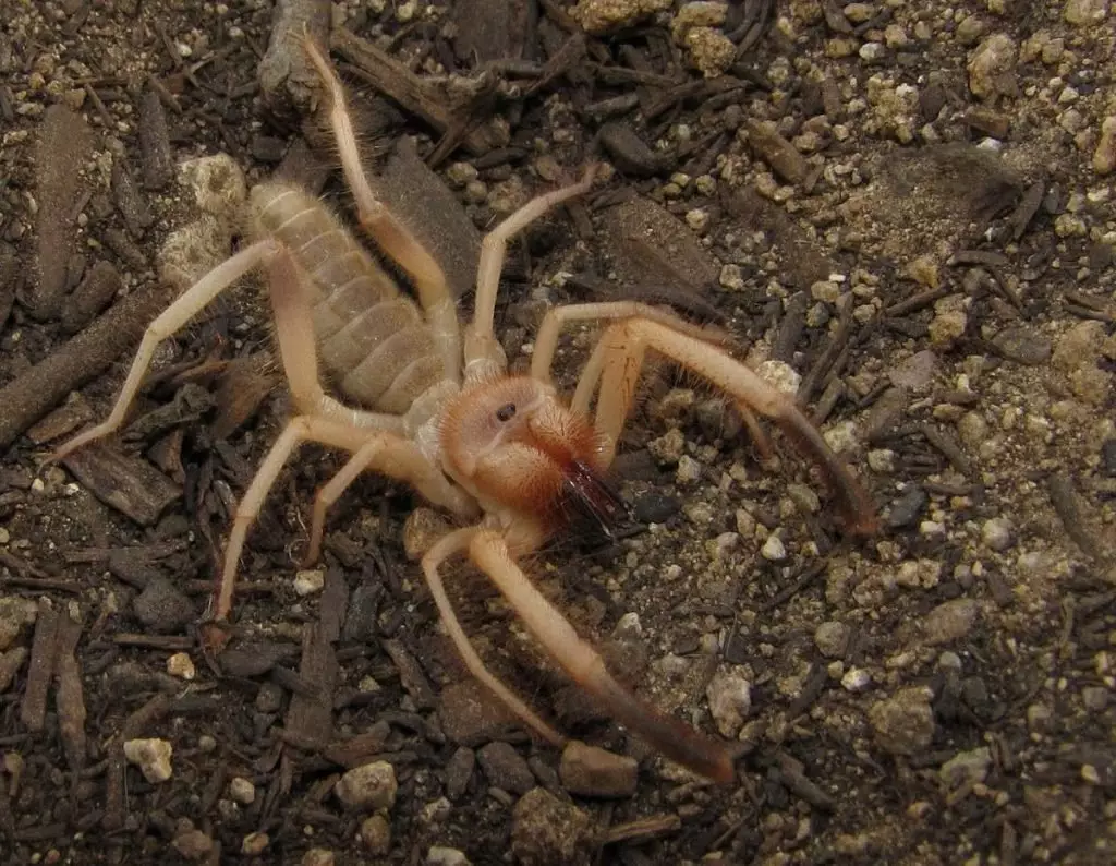 方陣（Solifugae）。