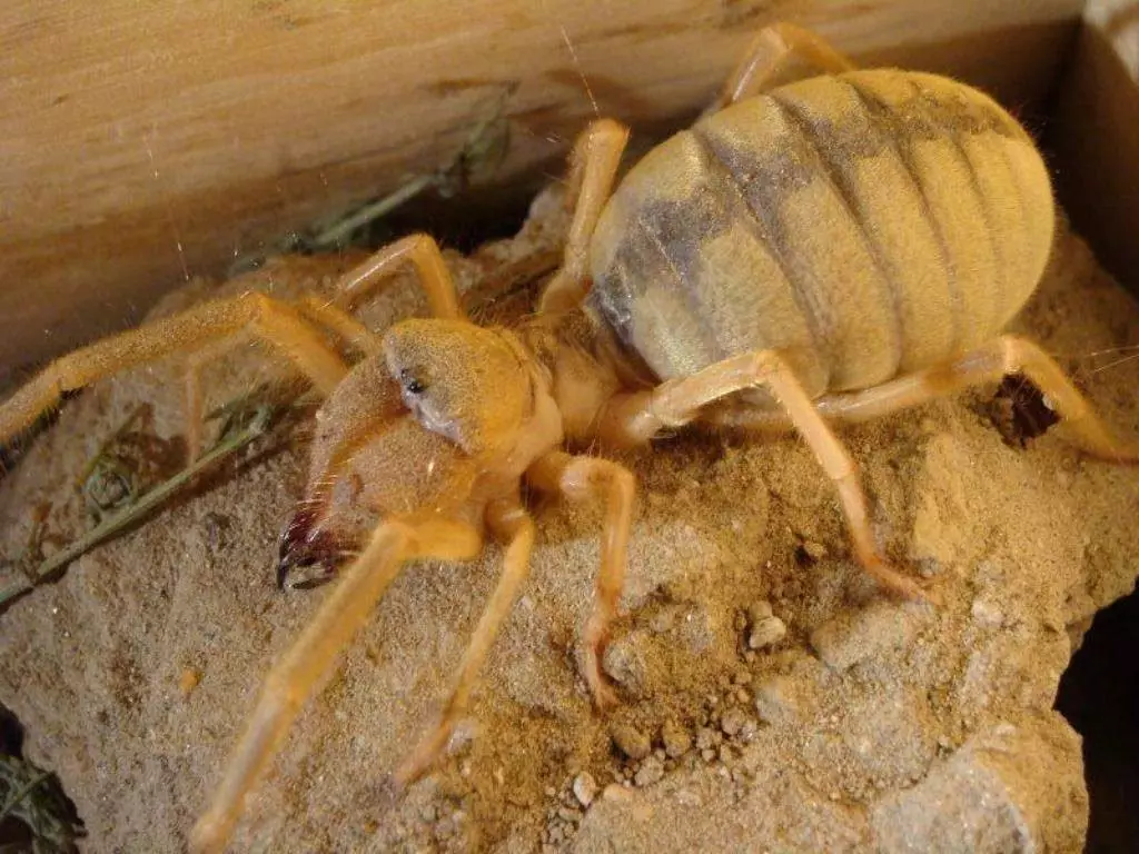 Les phalanges sont aussi appelées bihorks.