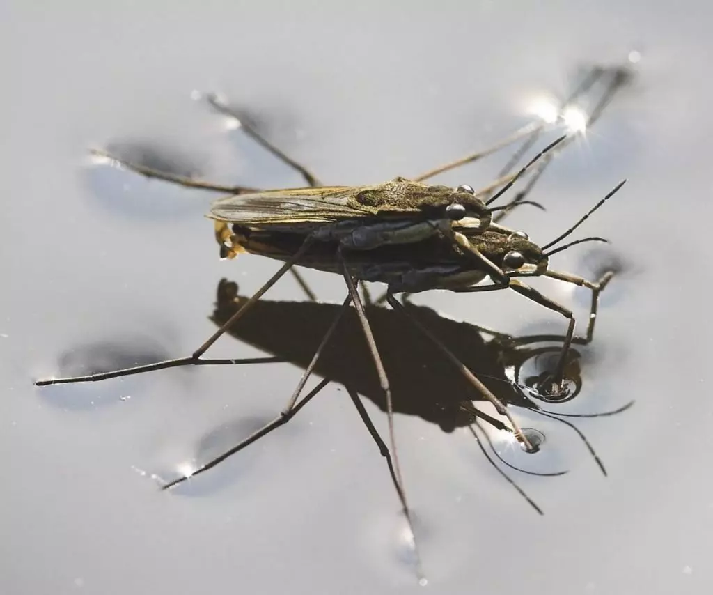 Strider banyu (lat. Gerridae).