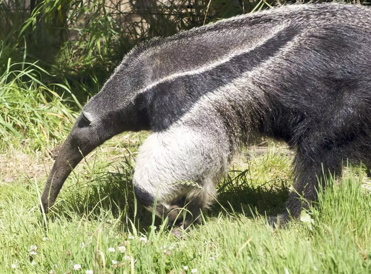 Anteater gjigand - kafshë shtëpiake e artistit të madh