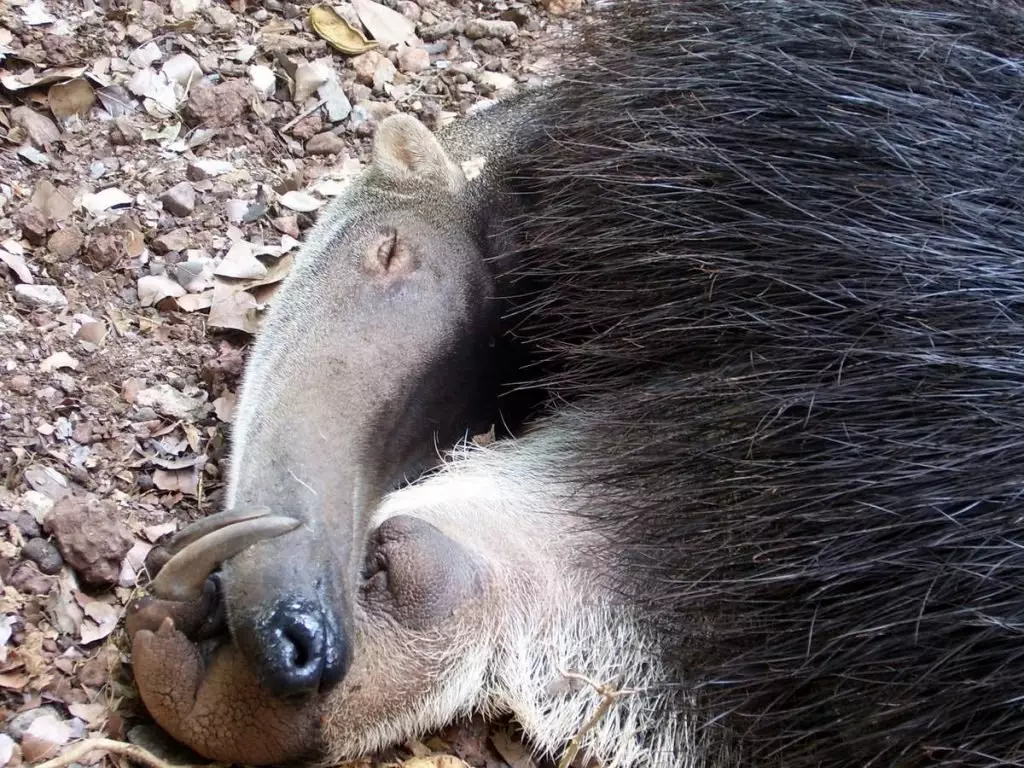 Anteater gjigand bën një jetë tokësore dhe nuk di të ngjitet në pemë.
