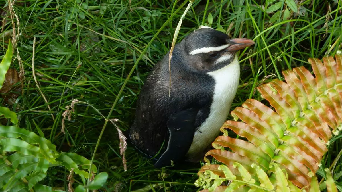 Thick-billed penguin: not to be confused with the snarsky penguin!