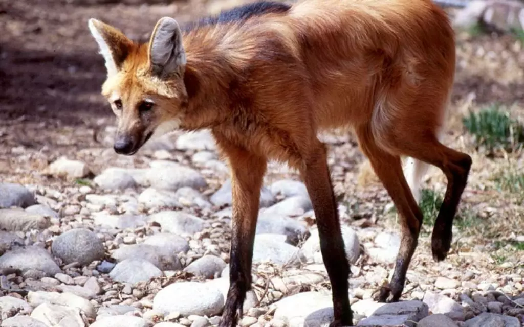 Lobo ou guar (Chrysocyon brachyurus).