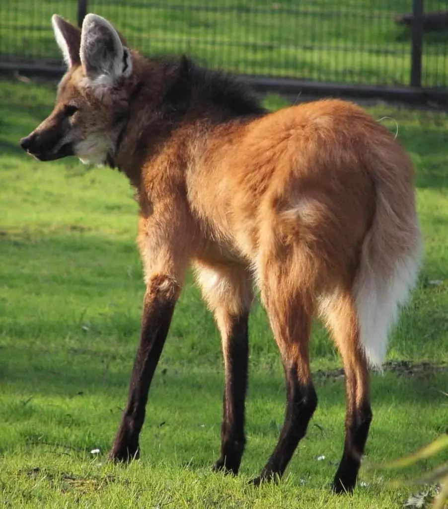 O lobo melena é o canino máis grande de Sudamérica.