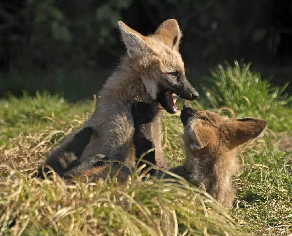 O embarazo nun lobo crin dura entre 62 e 66 días.