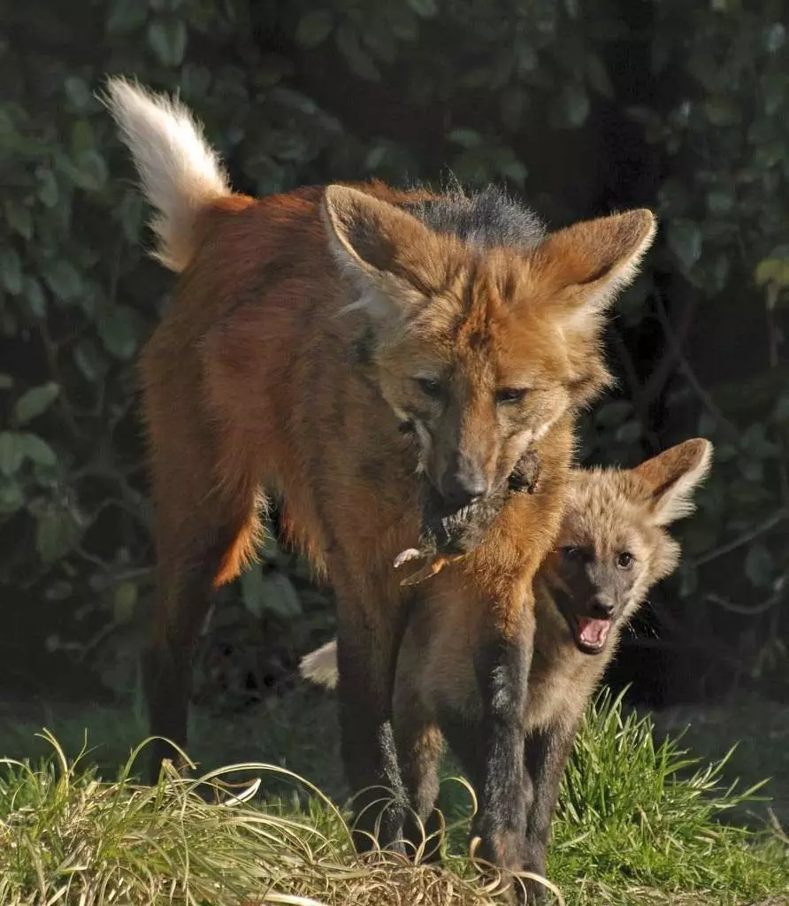 A deforestación para arar ten un efecto bastante beneficioso sobre esta especie, xa que aumenta a área de lugares adecuados para o seu hábitat.