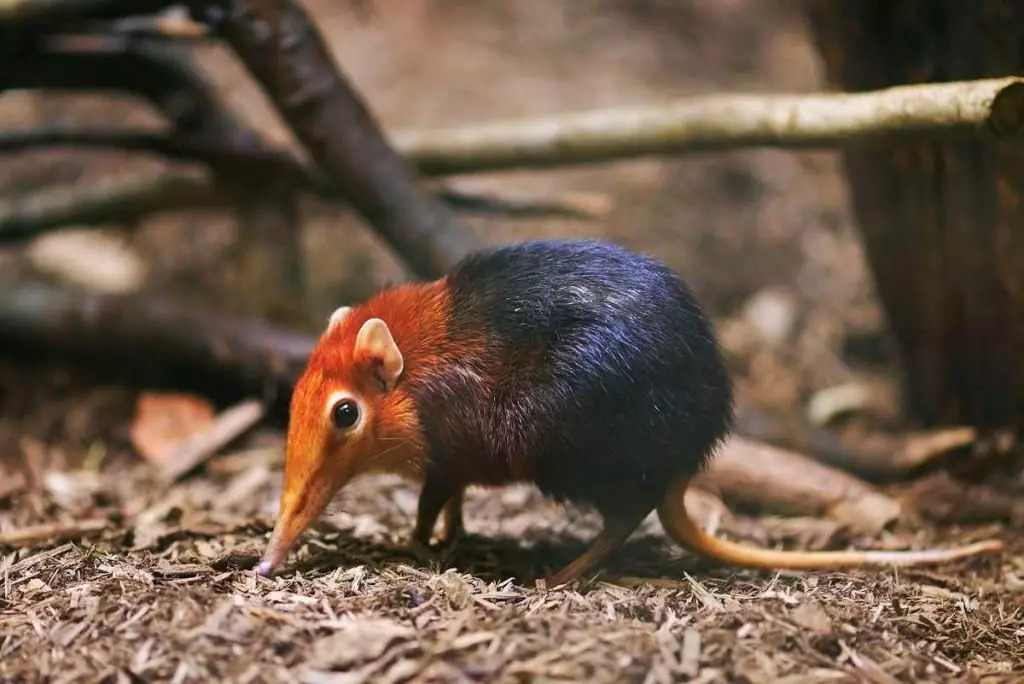 Peters' Proboscis Dog (Rhynchocyon petersi).