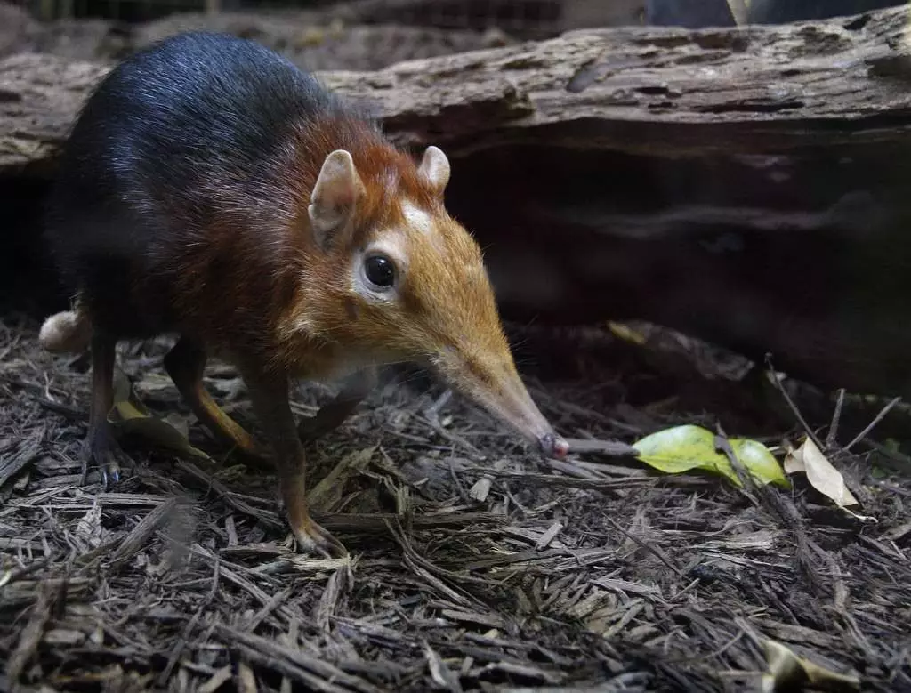 Proboscis dogs live both in the forests along the coast and in the wooded hilly areas.