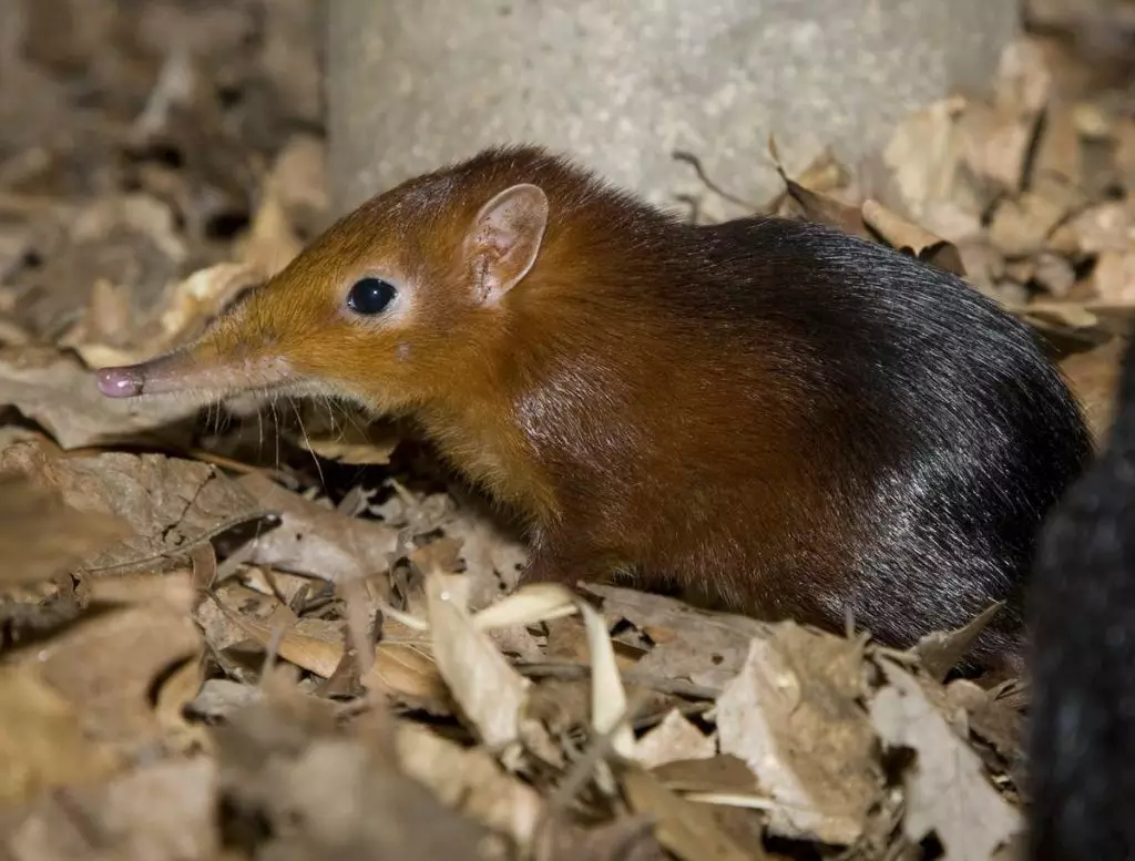 Peters' proboscis dog lives in Africa.