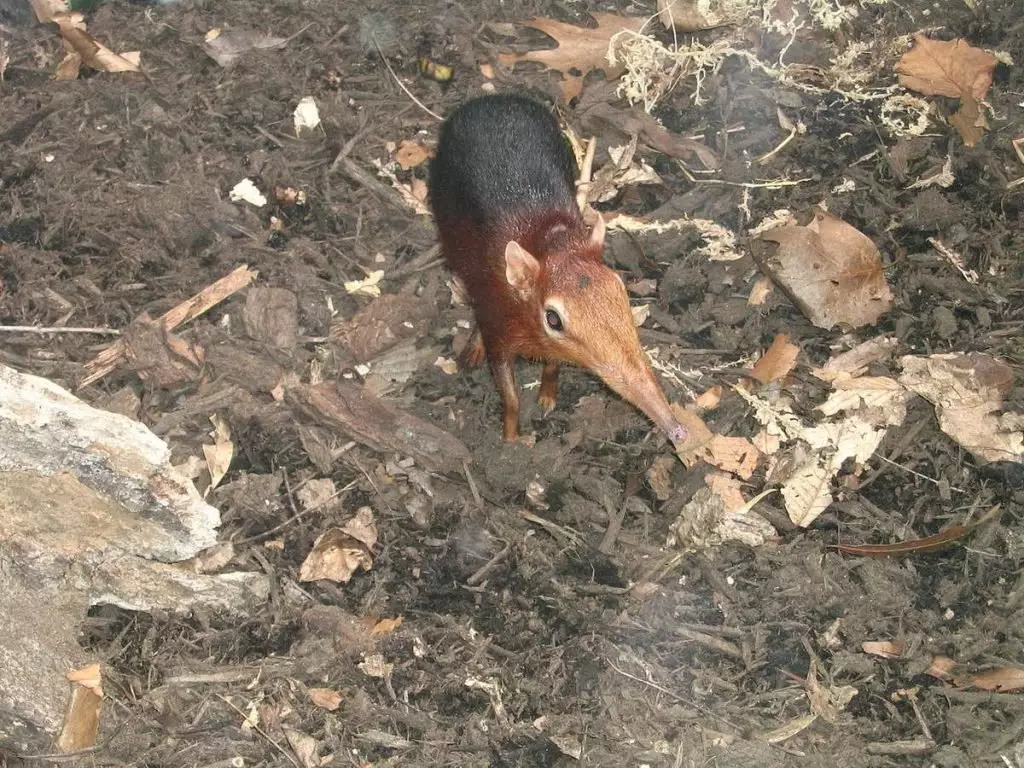 這些動物長期以一夫一妻制的方式生活，並且具有領地意識。