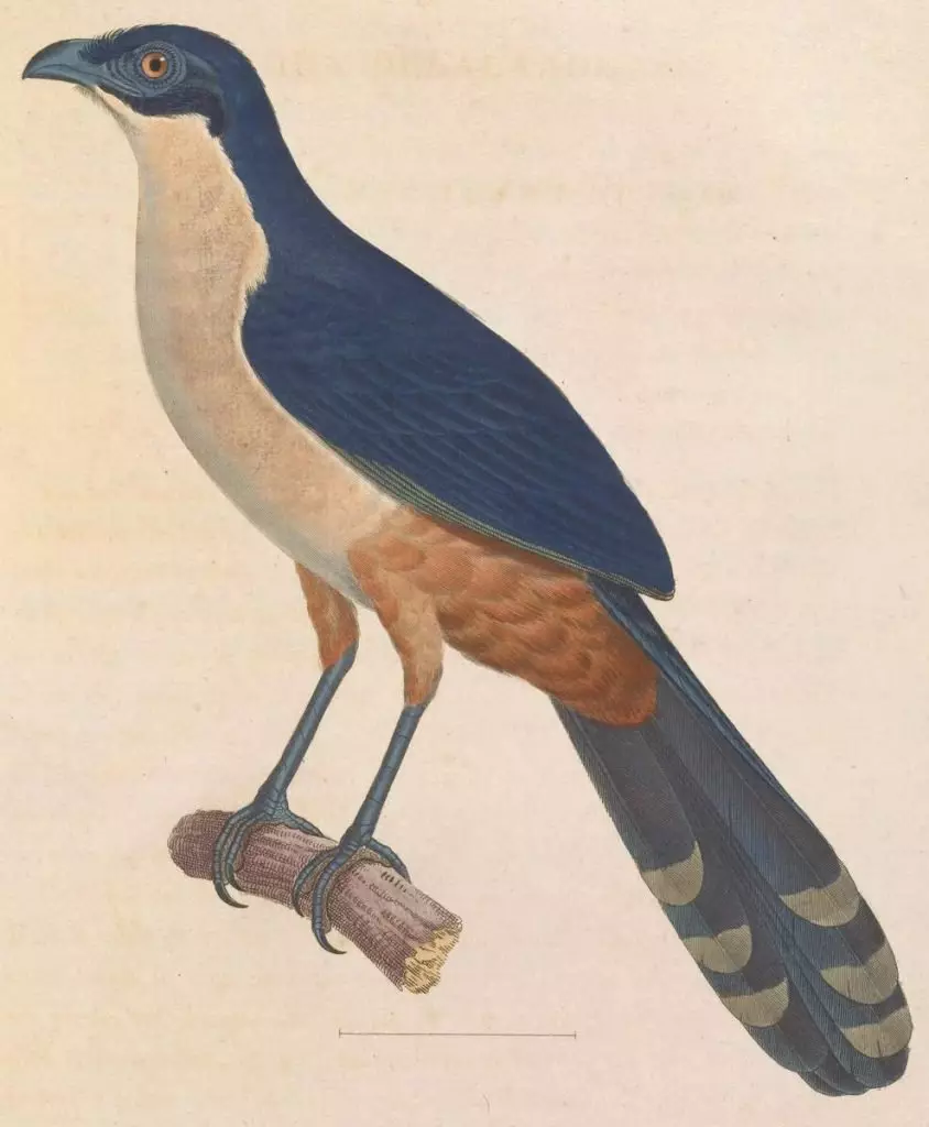 Il-kukku tal-Madagaskar Delalande (Coua delalandei).