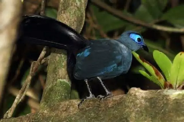 Il nome specifico è stato dato al cuculo in onore del naturalista francese Pierre-Antoine Delaland.