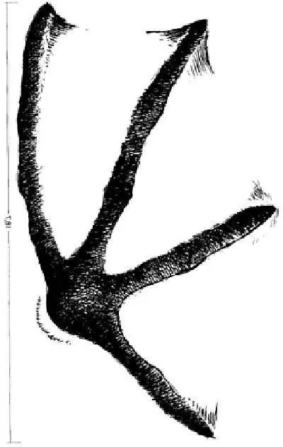 Hình in chân chim bồ nông Dalmatian.