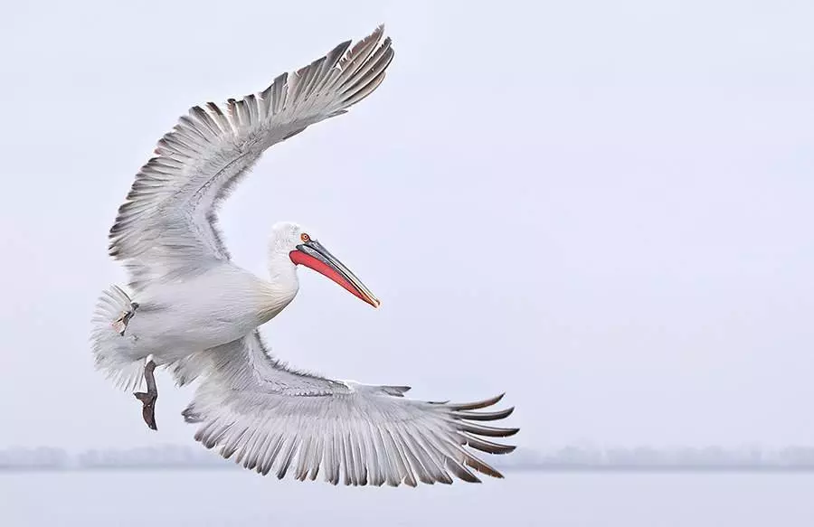飛行時，頸部彎曲，頭仰臥，只有喙稍向前突出，雙腿向後伸展。