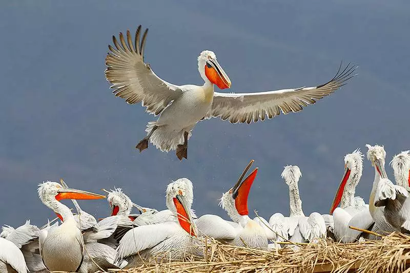 Јата далматински пеликани во летот понекогаш достигнуваат големи димензии - до 300 или повеќе лица, но летаат до местата за гнездење во мали групи.
