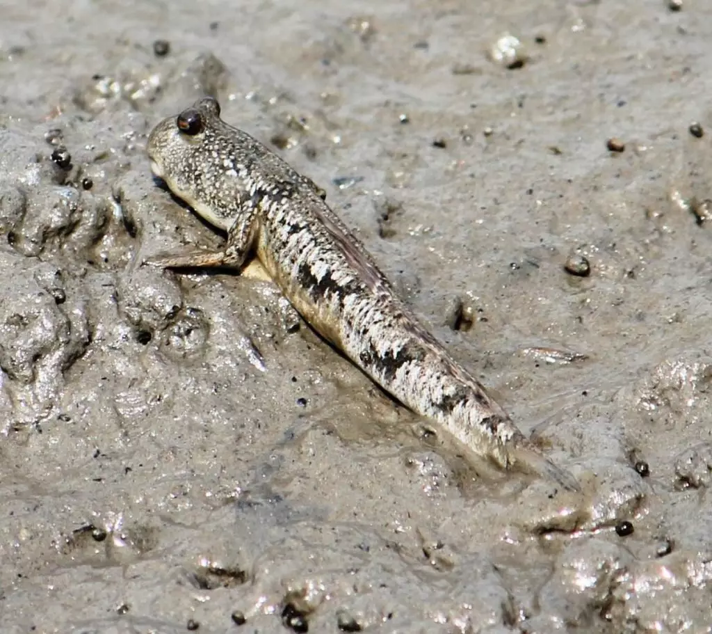 Mudskipper mendiami hutan bakau dan perairan payau di pantai tropis, dengan pengecualian Dunia Baru.