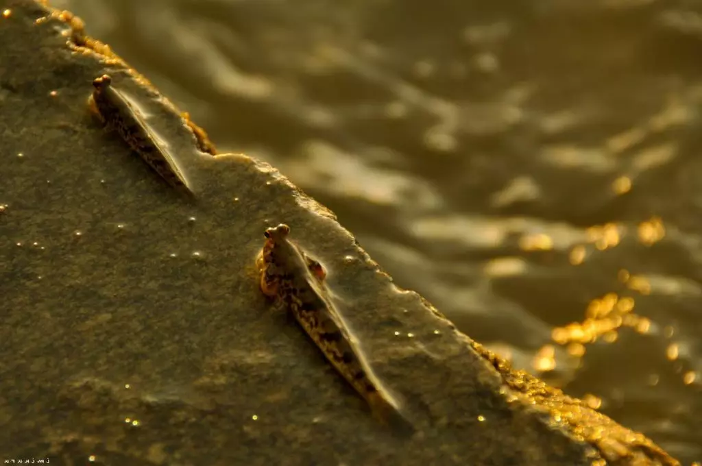 Las aletas pectorales son un soporte para el movimiento de los saltadores del fango, y durante la marea alta estos peces pueden trepar a los árboles.