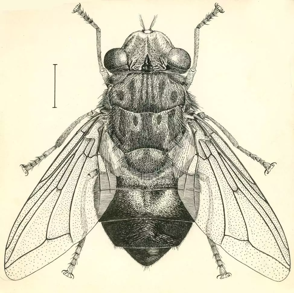 牛虻 (Gasterophilidae) - 昆虫寄生虫