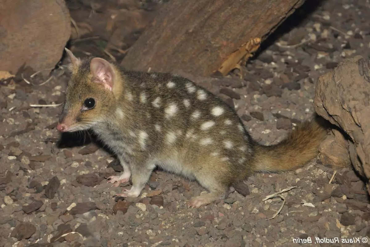 marten marsupial Speckled