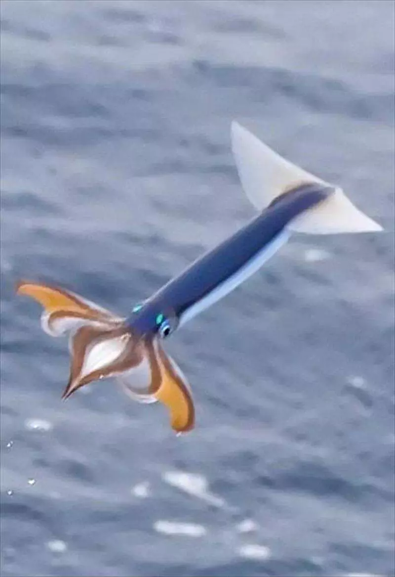 I-flying squid.