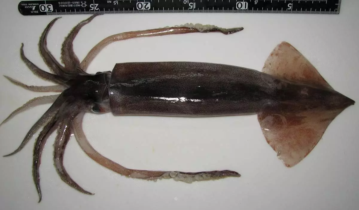 Ubungakanani bee squid ezibhabhayo.