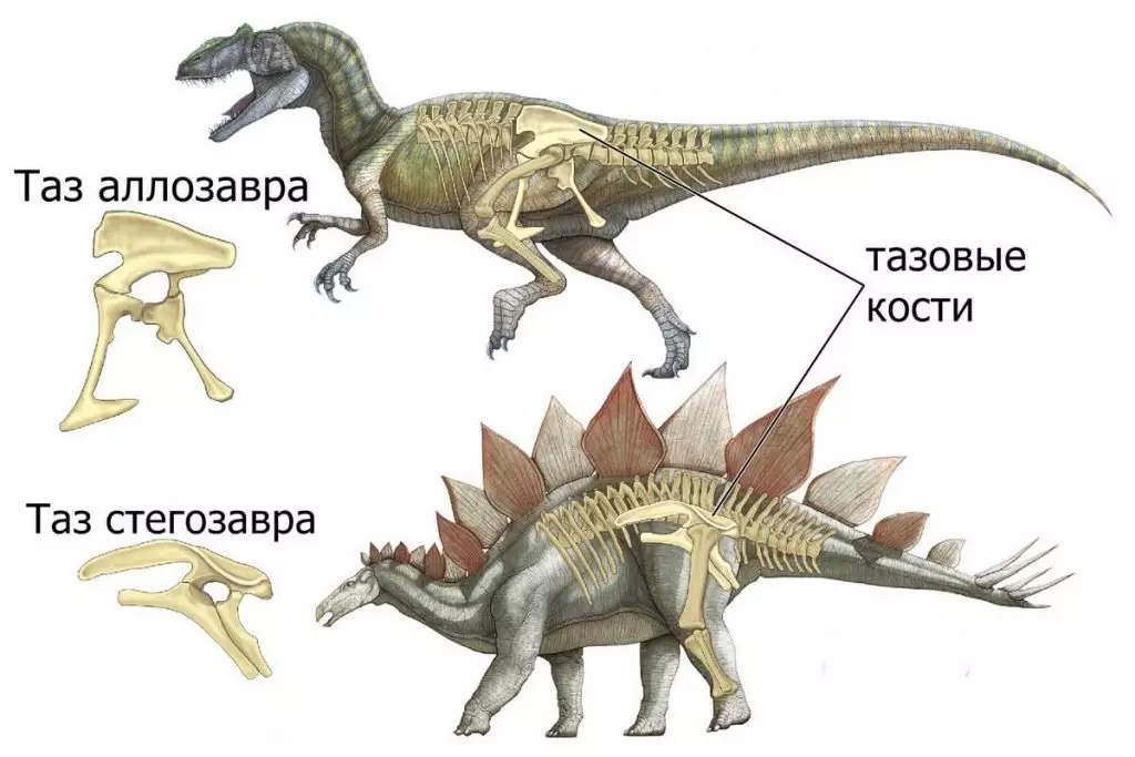 Kusabab rorongkong aksial, sababaraha dinosaurus ngan ukur tiasa leumpang dina dua suku.