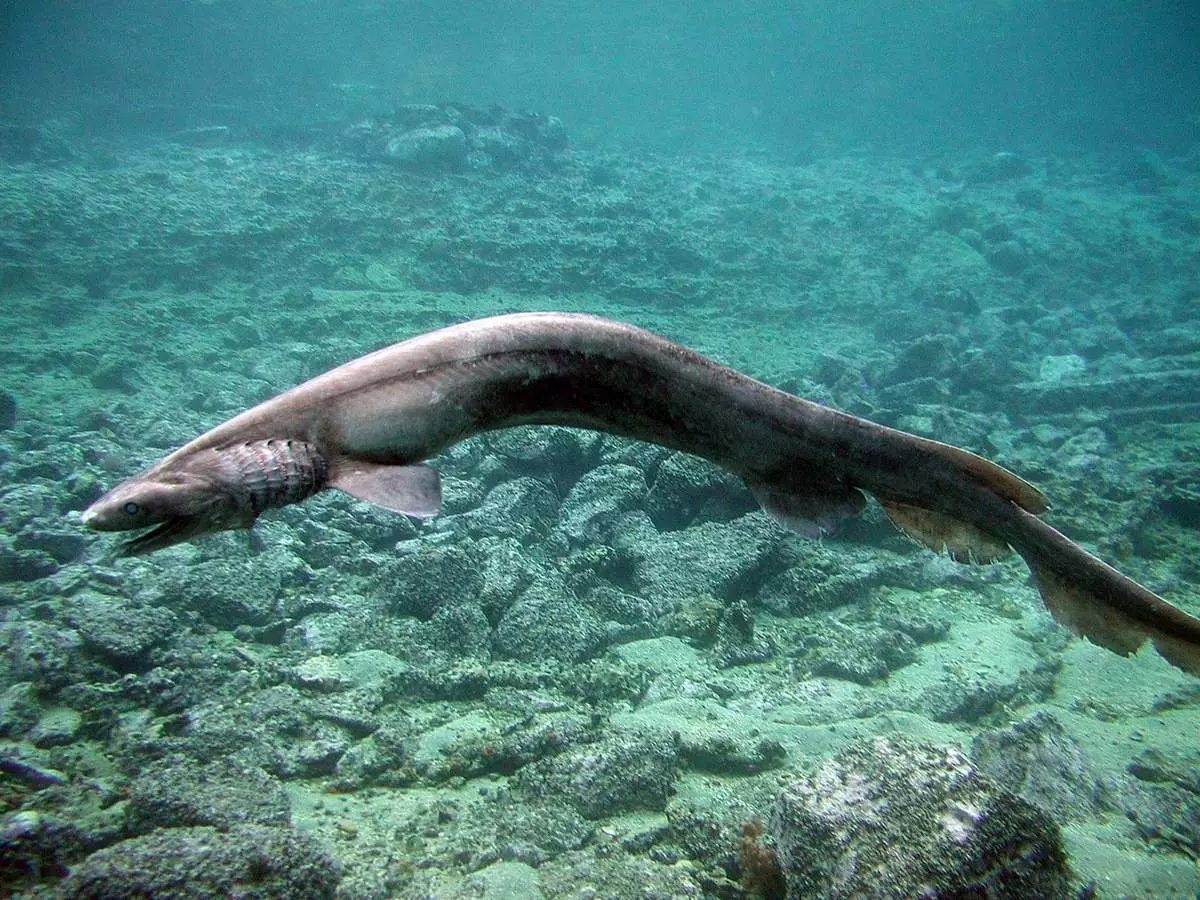 Inyanja yuzuye (Chlamydoselachus anguineus).