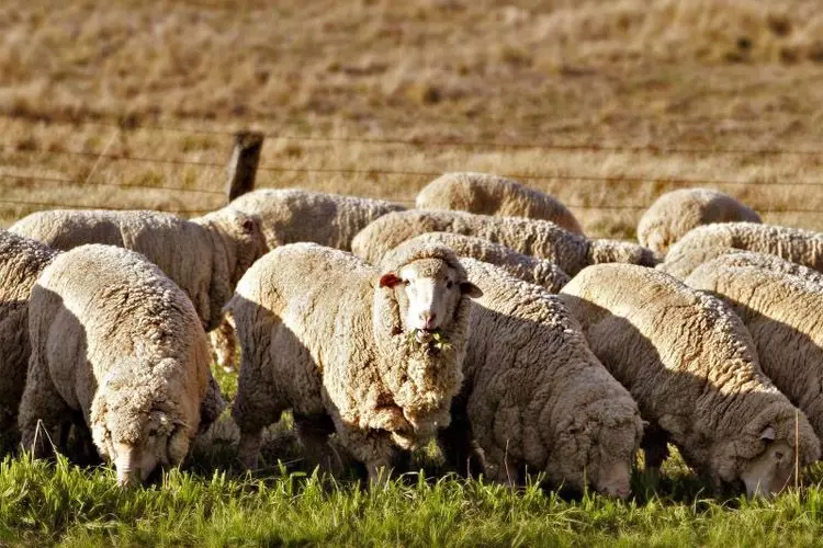 ¿Qué debes alimentar a tus ovejas?