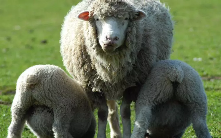 A l’estiu, les ovelles han de pasturar als prats.