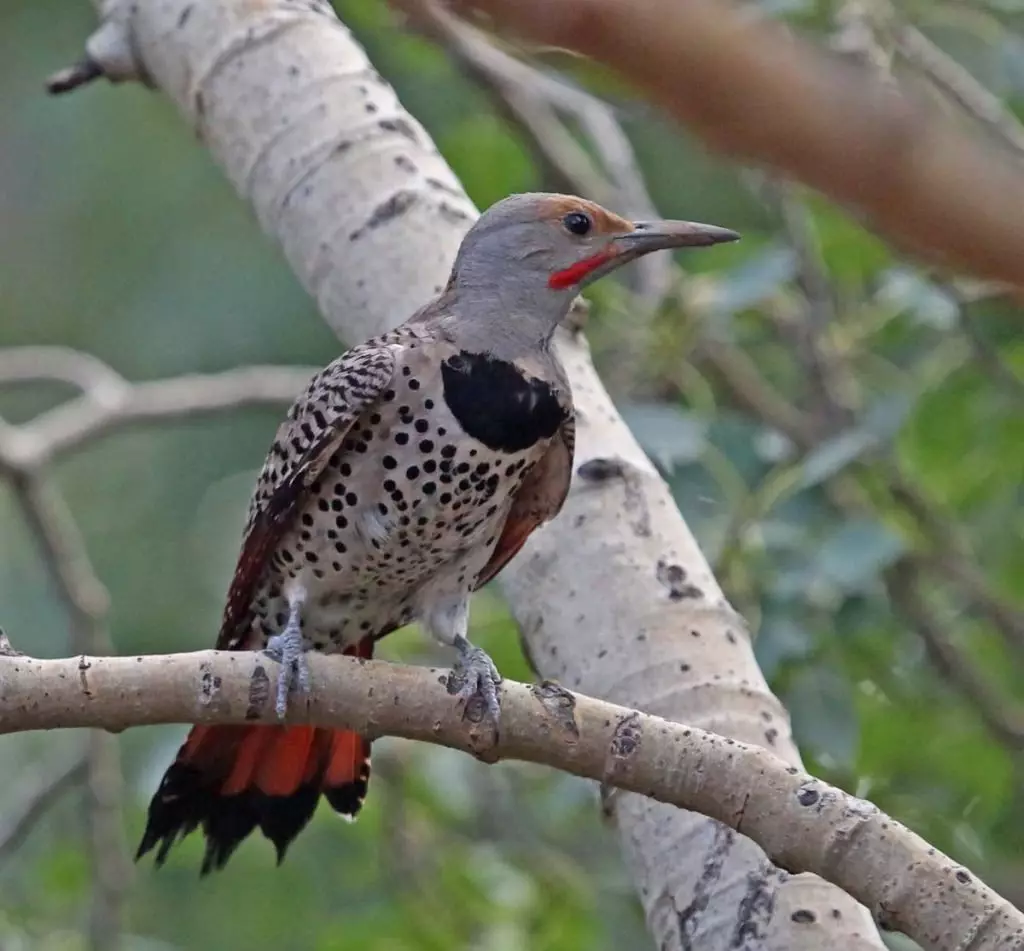 Woodpecker emas lan fitur-fitur sajrone urip 1540_2