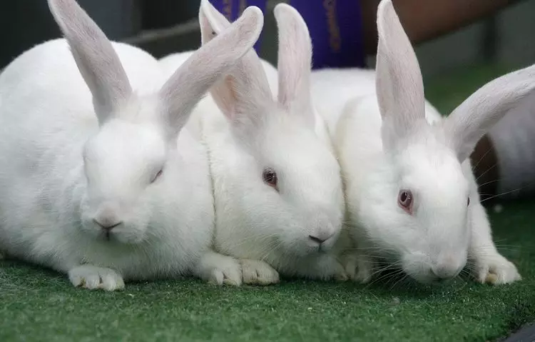 Beyaz tavşanlar.