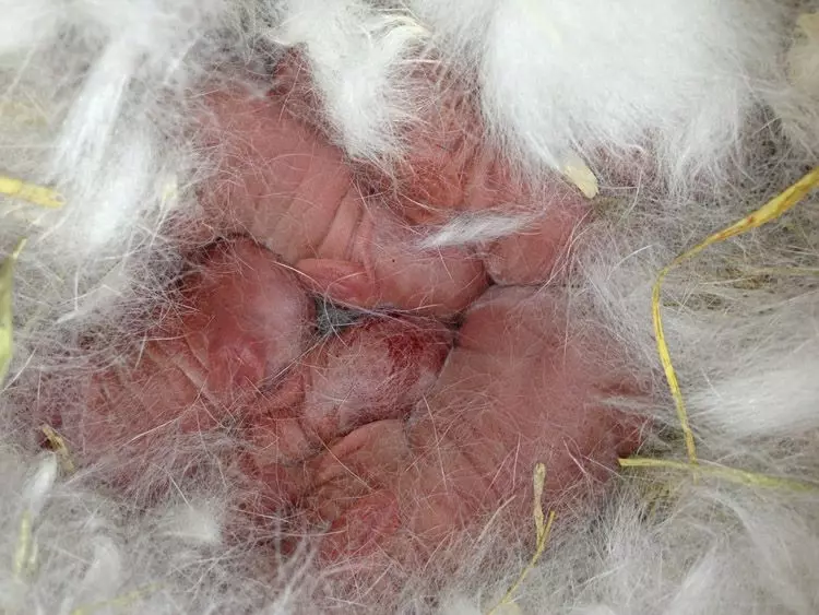 Neugeborene Kaninchen.