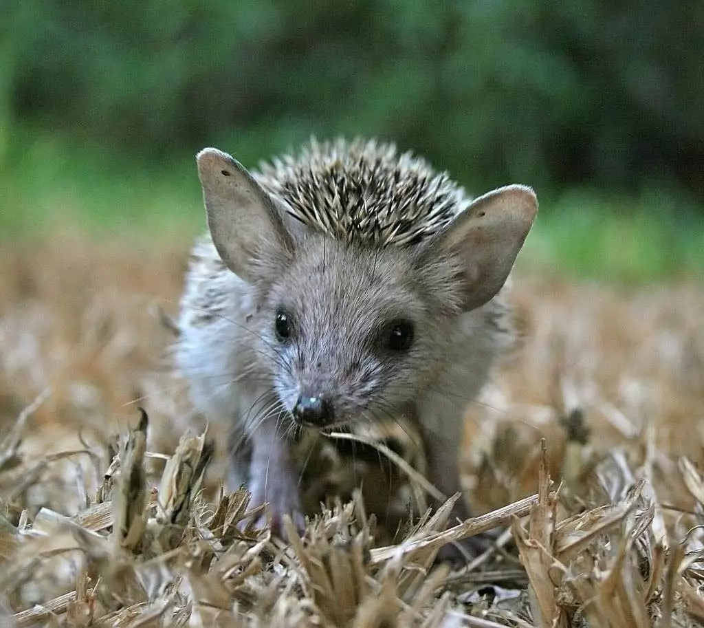 နားရွက်ရှည် hedgehog (Hemiechinus auritus)