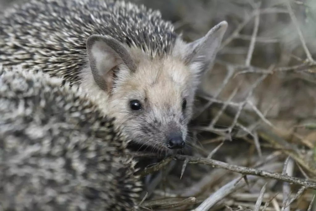 These are solitary animals that are active at night.