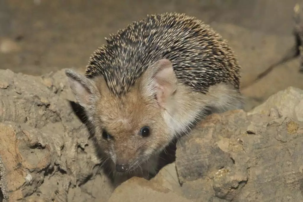 After mating, the female drives out the male and starts building the nest.