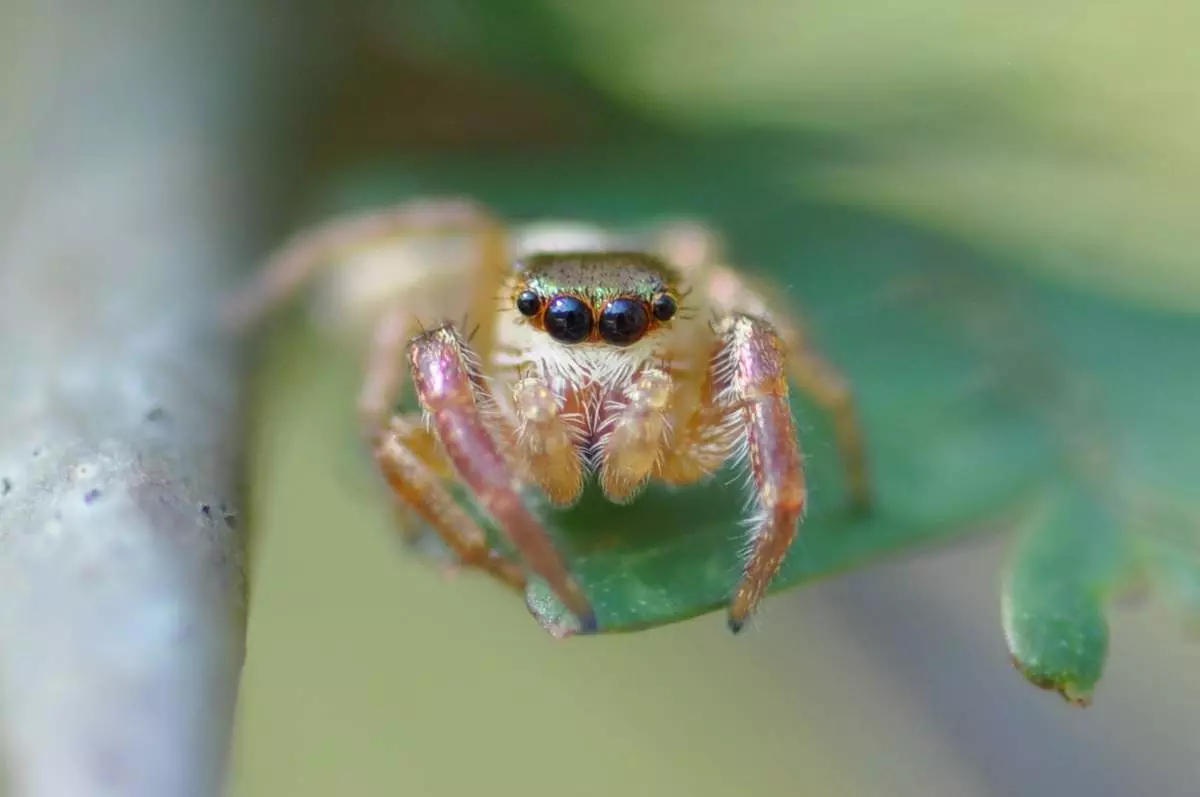 Bagheera Kiplinga (Bagheera kiplingi).