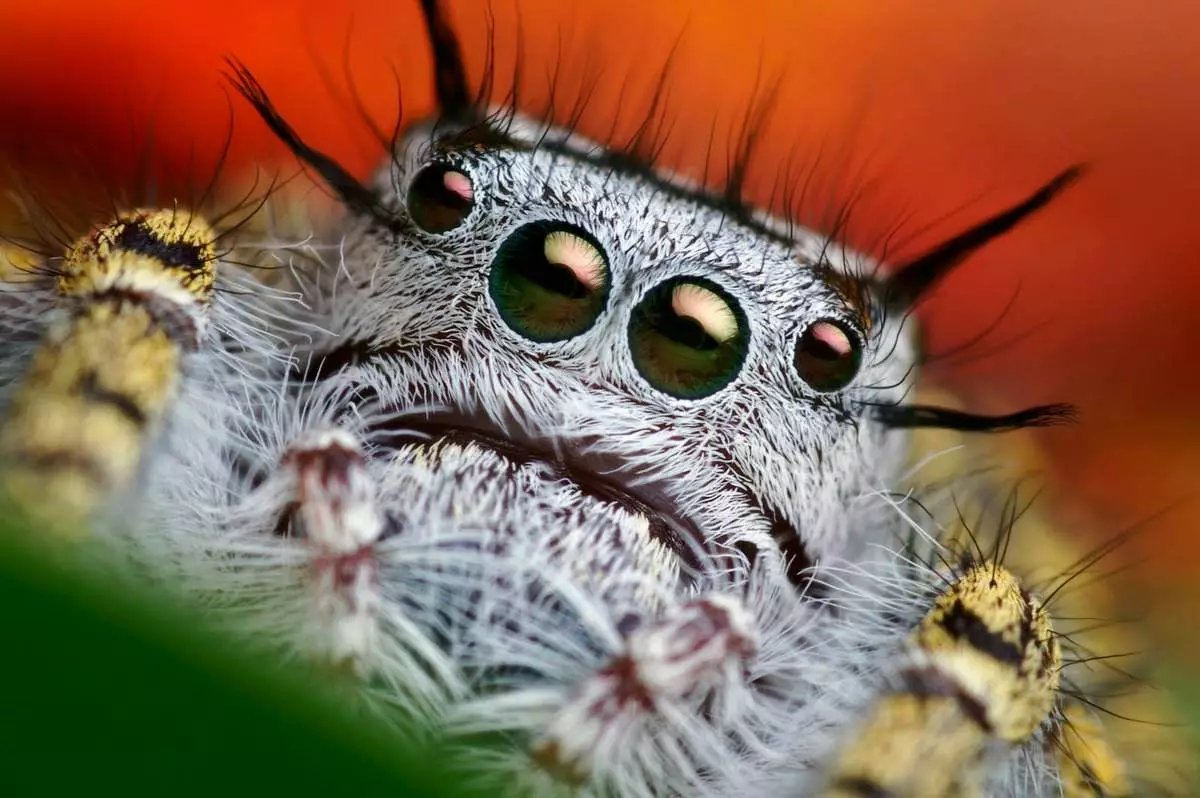 A araña vive en simbiose coas formigas.