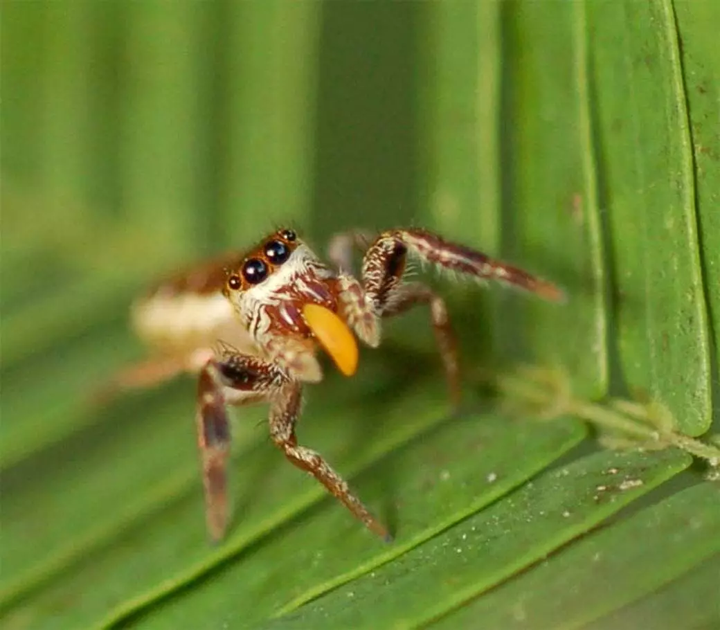 L'araignée mange des aliments pour animaux dans des cas exceptionnels.