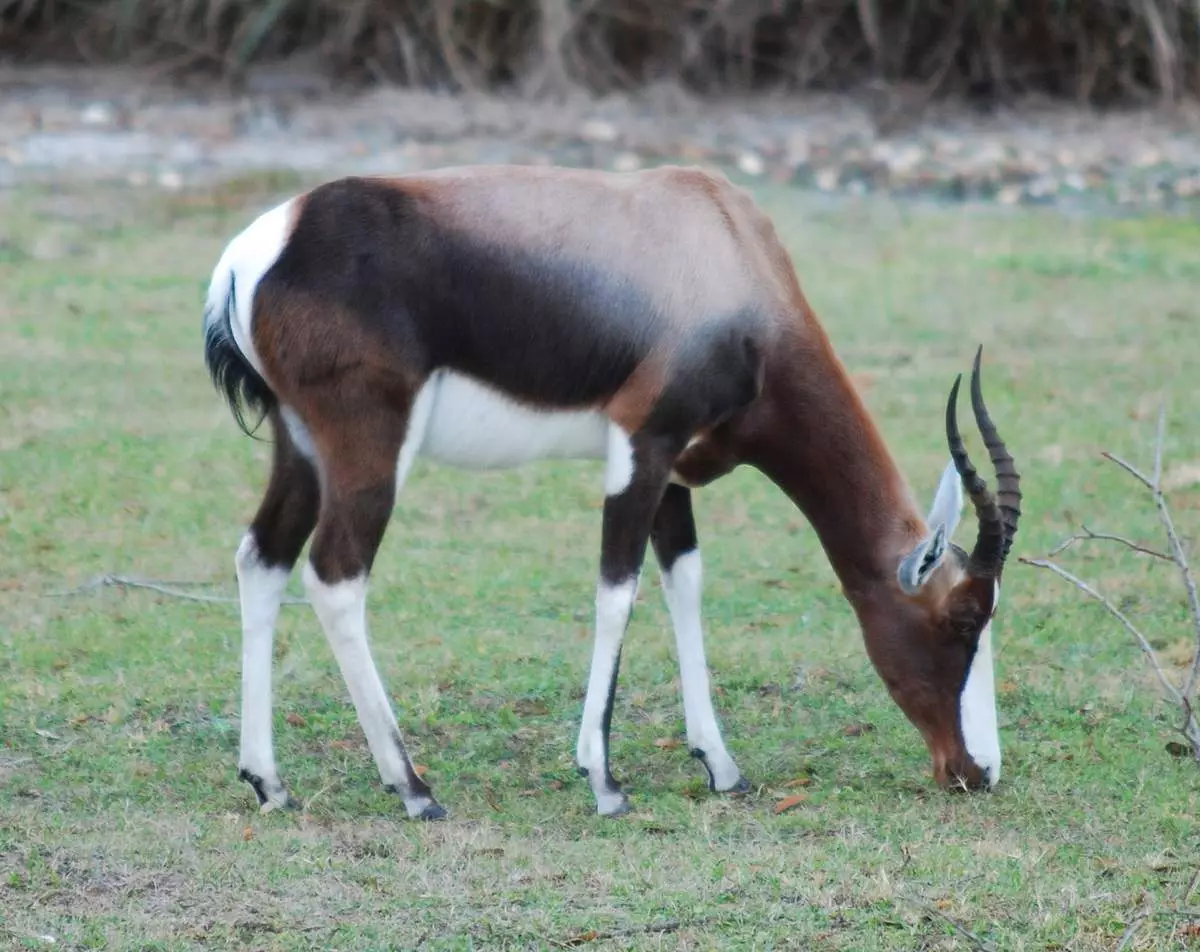 Bonbok: pagine interessanti della vita di un'antilope