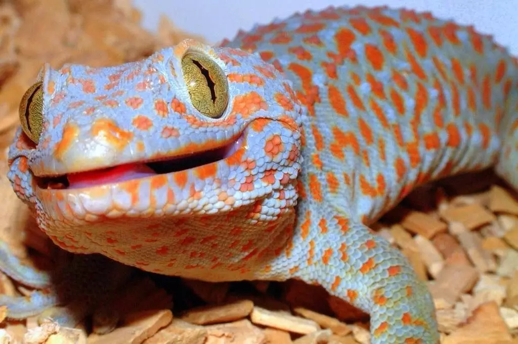 Toki geckos - hu nkauj lizards