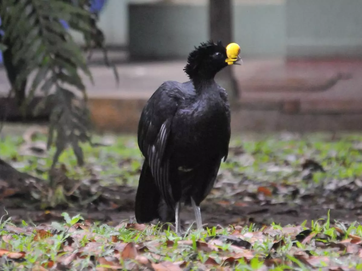 Retak dapat dibuat dengan ayam buatan sendiri jika diinginkan, mereka mudah dijinakkan.