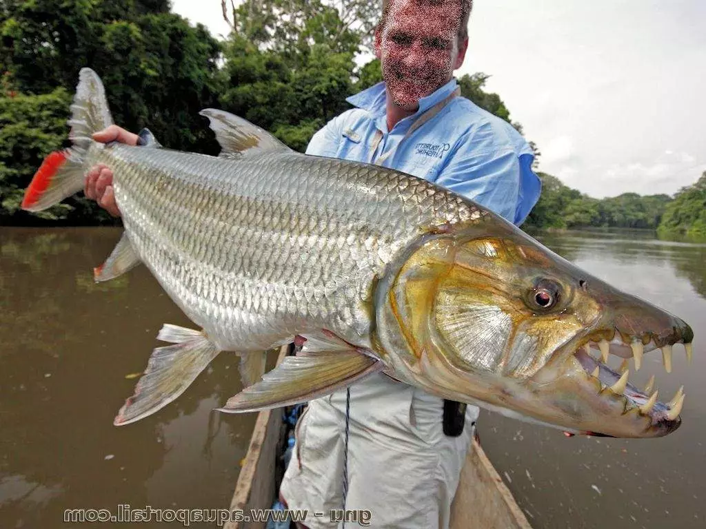 ھڪڙي وڏي ٽائگر م fishي ان جي سائيز سان حيران ٿي سگھي ٿي ھڪڙي موسمي ماھيگير کي به.