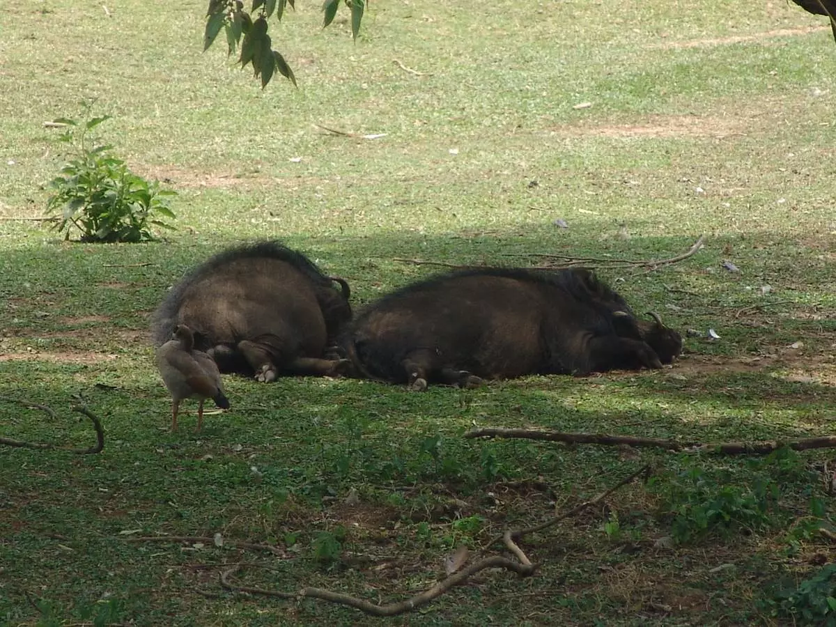 Os porcos da floresta descansam depois do almoço.