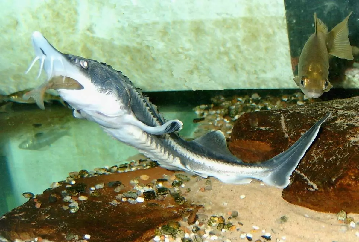 Hakanan an kama Beluga a cikin Tekun Caspian.