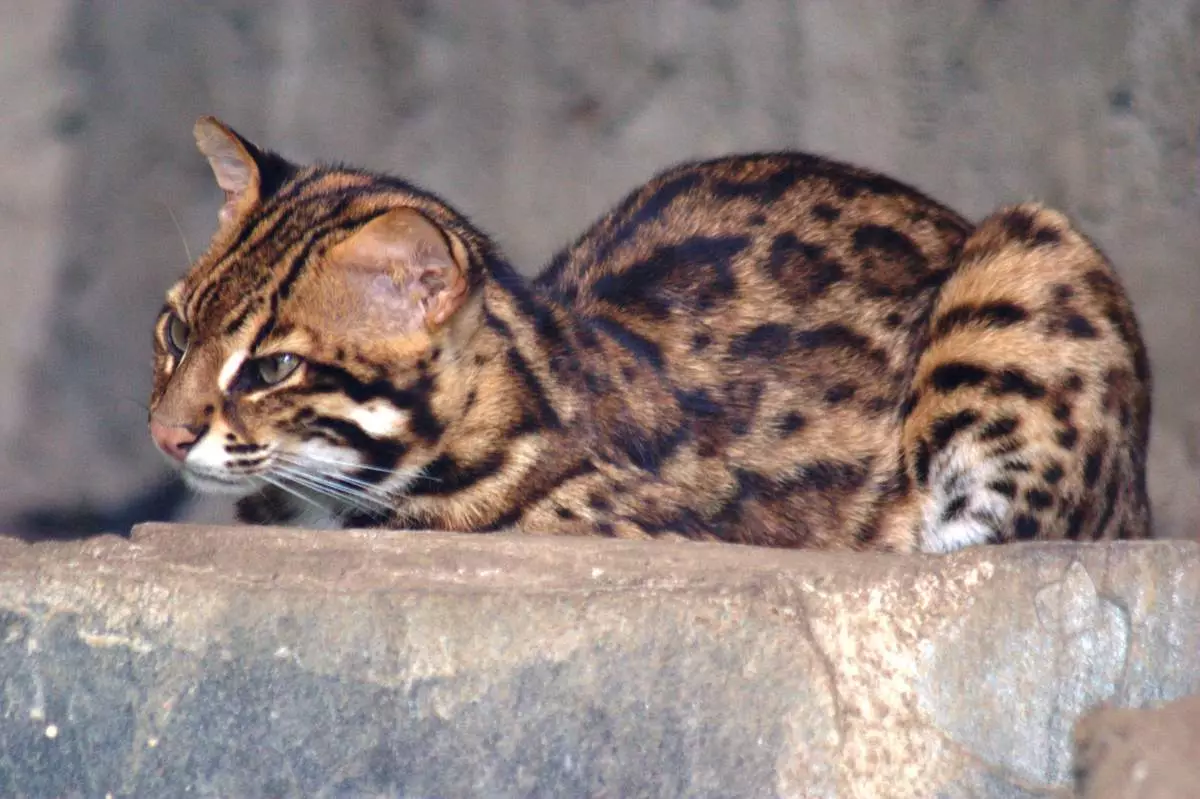 A bengáli macska több fajta hibridje.