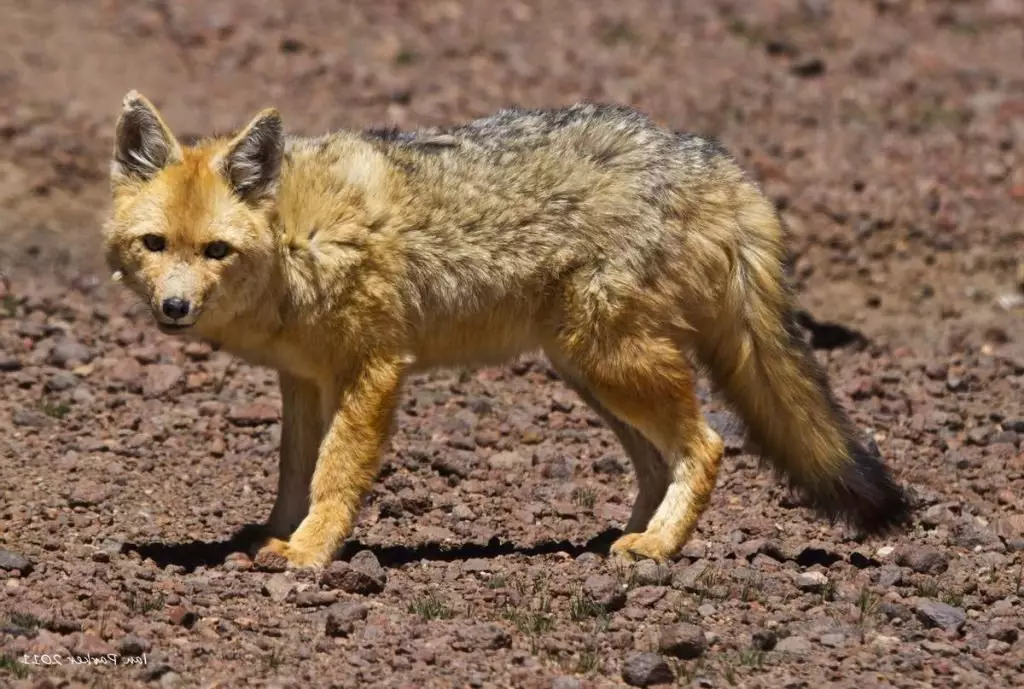 Amboahaolo Culpeo (Lycalopex culpaeus).